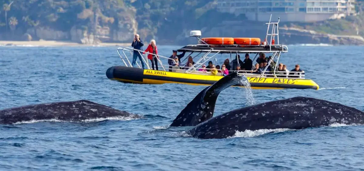 15 Top-Rated Things To Do In Oceanside California This Weekend